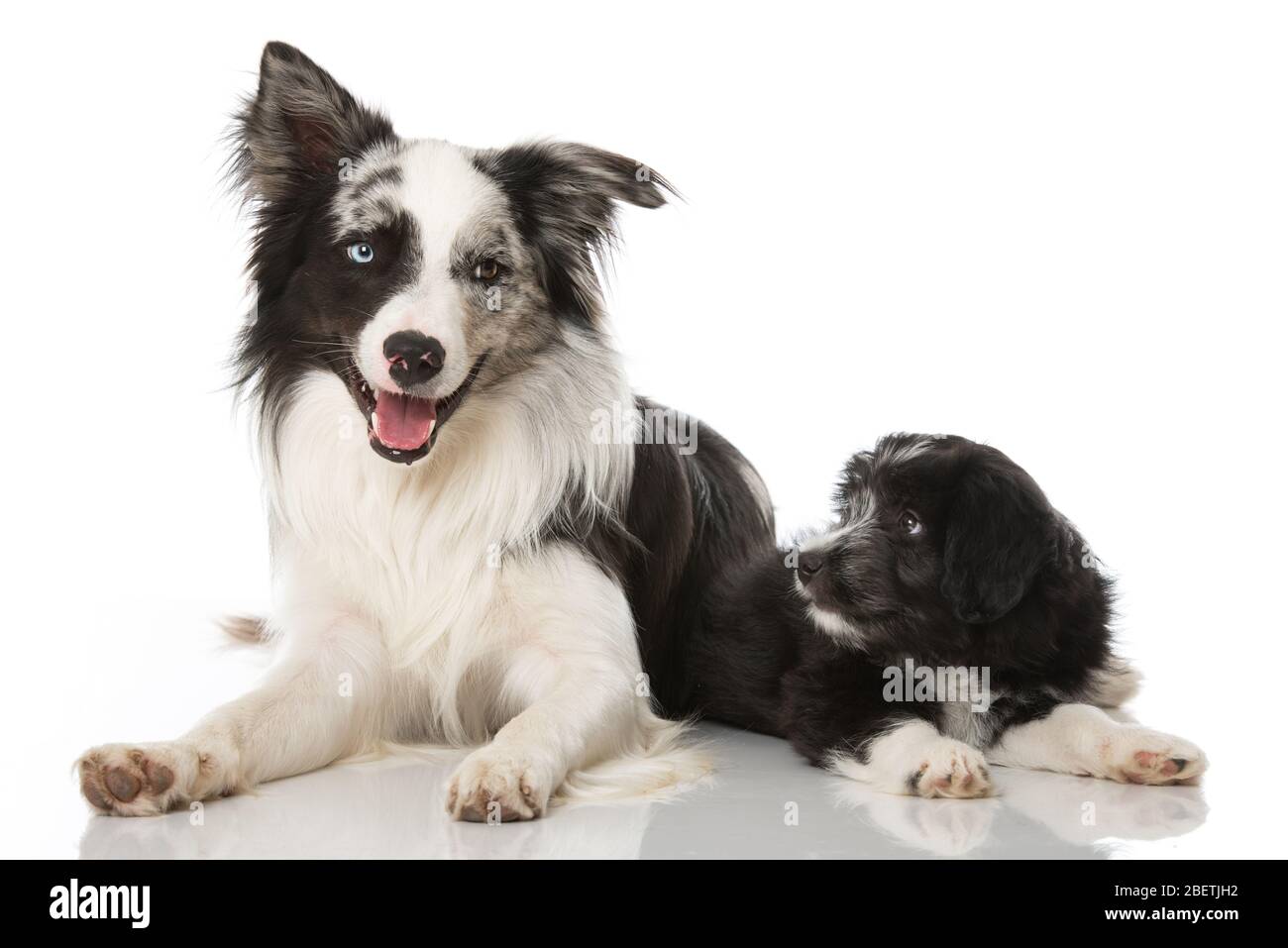 Two dogs lying on white background Stock Photo - Alamy