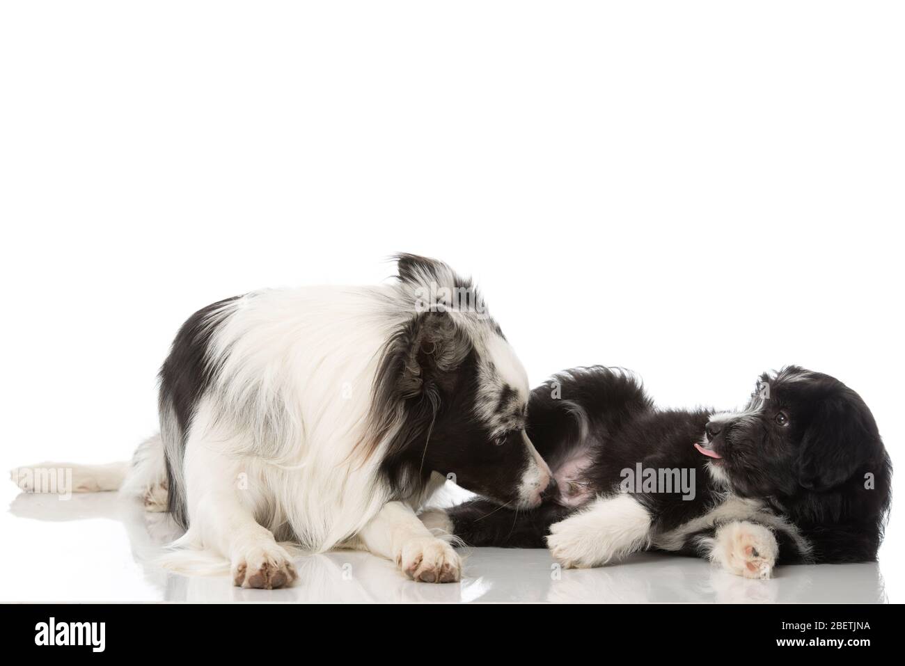 Two dogs lying on white background Stock Photo - Alamy