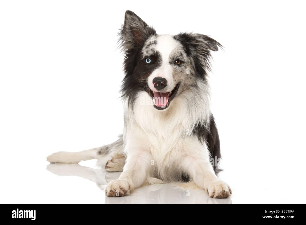 Adult border collie lying on white background Stock Photo - Alamy