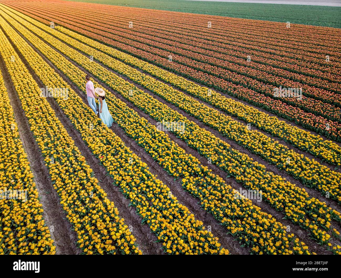 Tulip flower field during sunset dusk in the Netherlands ...