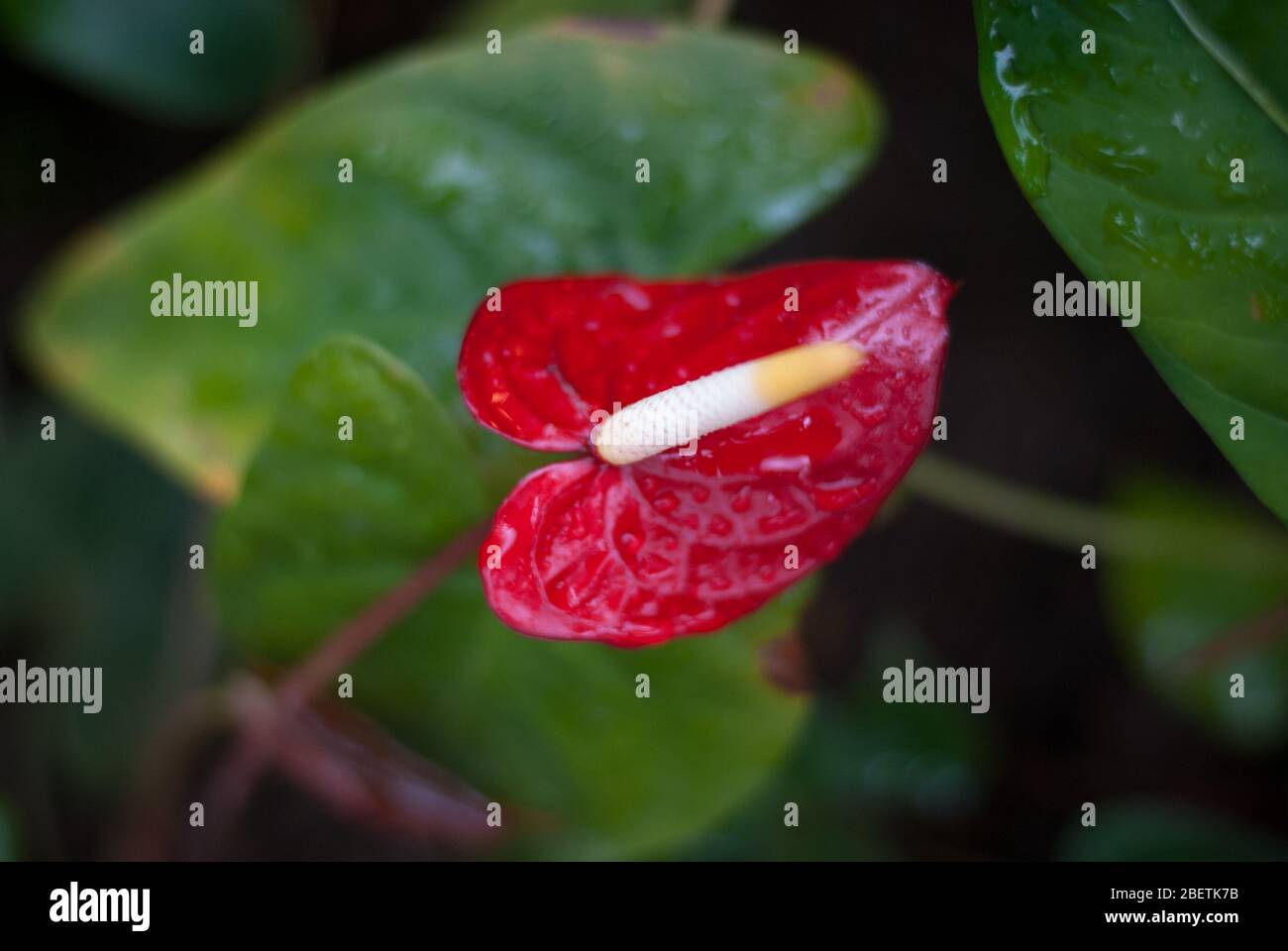 Laceleaf Flamingo Flower Plant Tailflower Andraeanum Anthurium Red ...