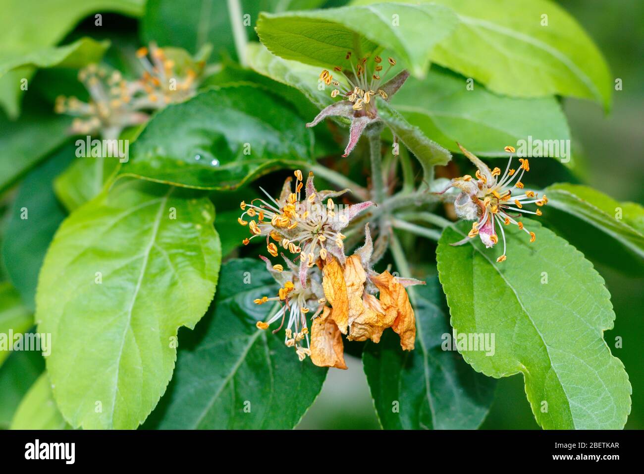 End of Flowering Apple Tree Branch Stock Photo - Alamy
