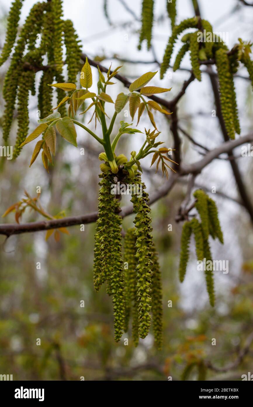 April walnut tree hi-res stock photography and images - Alamy