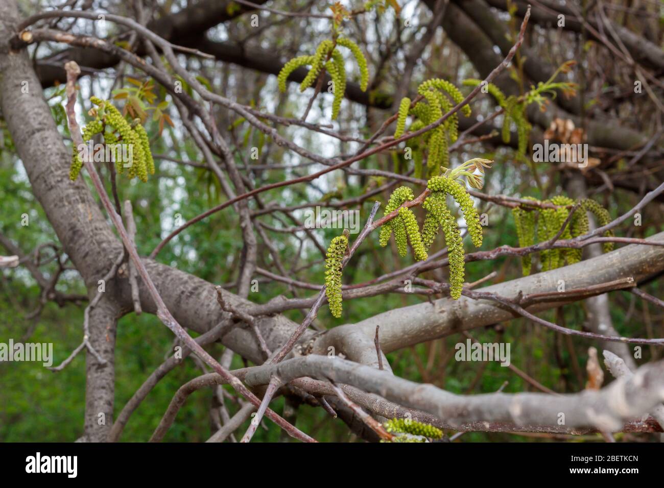 Beautiful walnut tree hi-res stock photography and images - Alamy