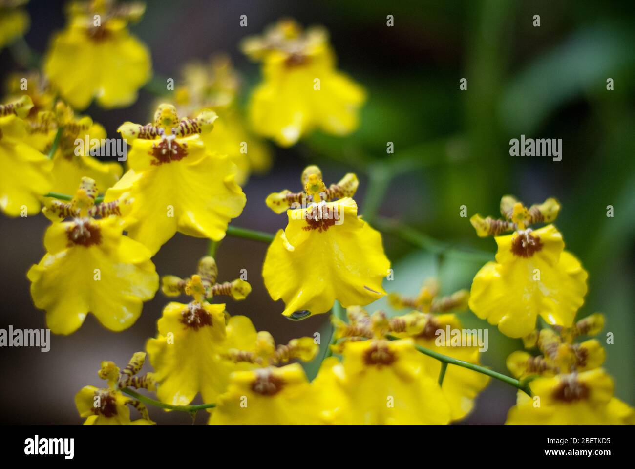 Japanese orchids hi-res stock photography and images - Alamy