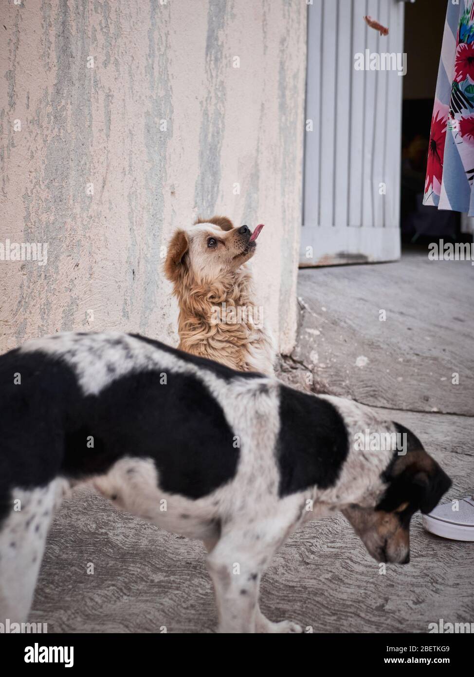 Mexican street dog brown dog hi-res stock photography and images - Alamy