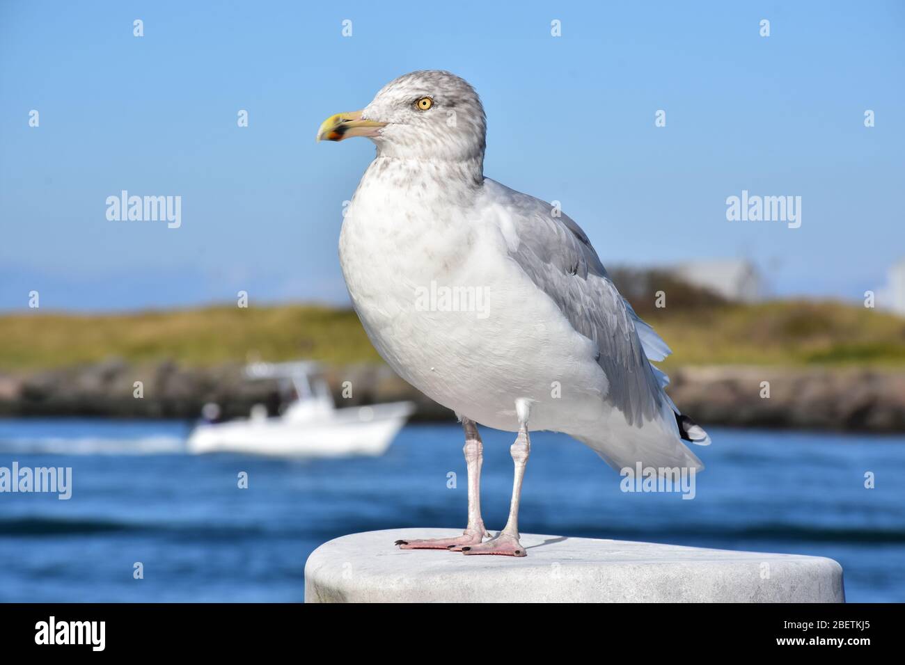 Terns on a fishing dock at the Fire Island Lighthouse Stock Photo - Alamy