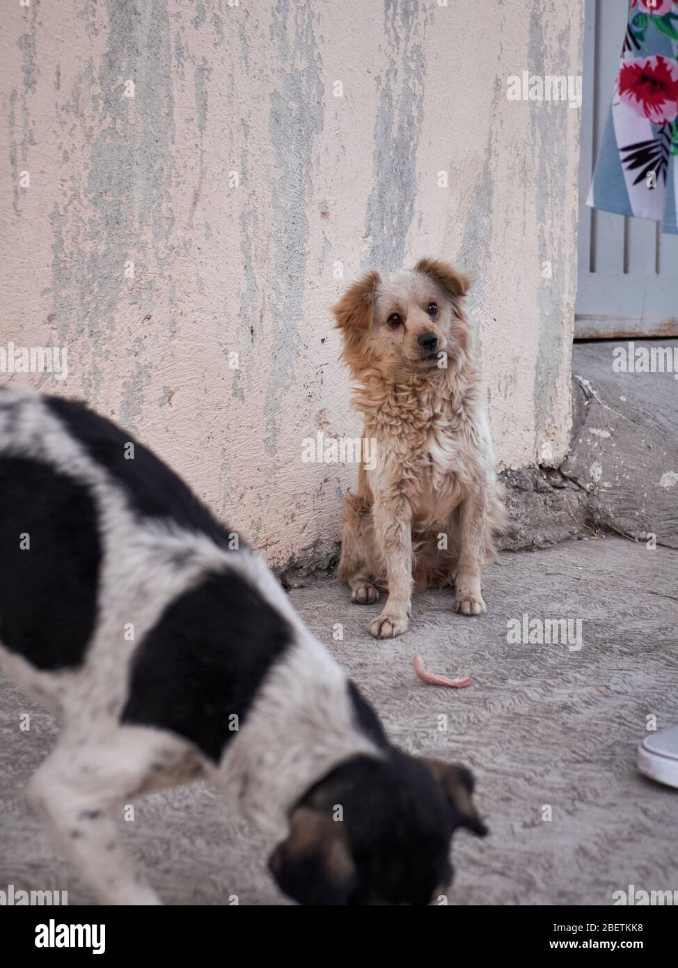 Mexican street dog hi-res stock photography and images - Alamy