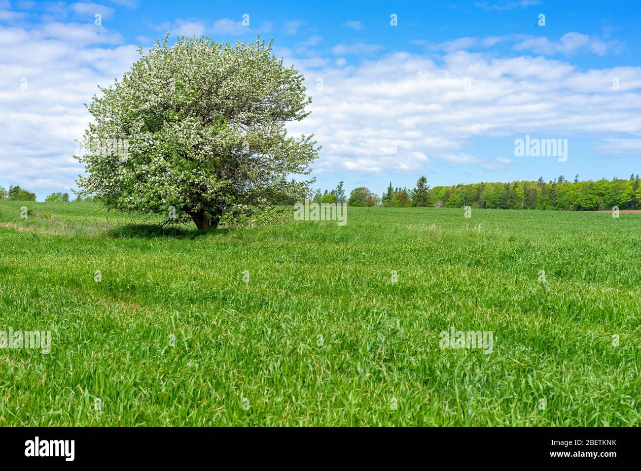 Lone old apple tree blooming in a farm landscape in rural Prince Edward ...