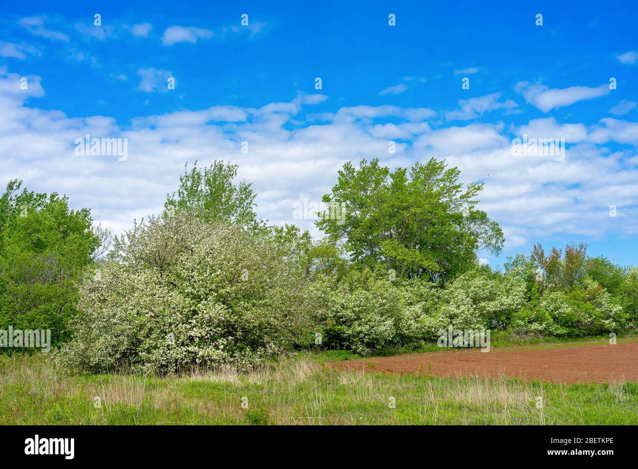 Pin Cherry Tree High Resolution Stock Photography and Images - Alamy
