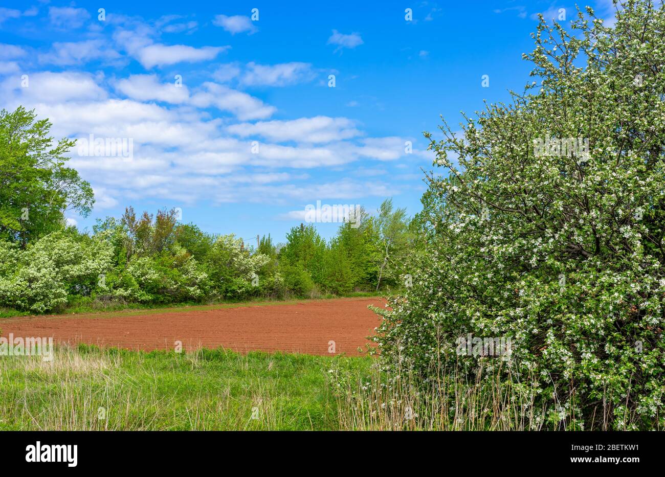 Pin cherry tree hi-res stock photography and images - Alamy