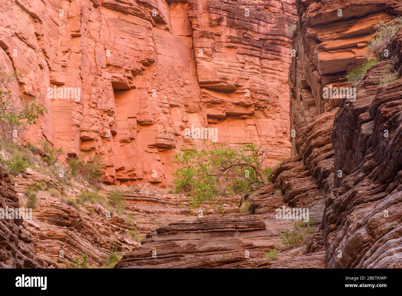 Stream-polished Cambrian Muav Limestone ledges in Matkatamiba Canyon ...
