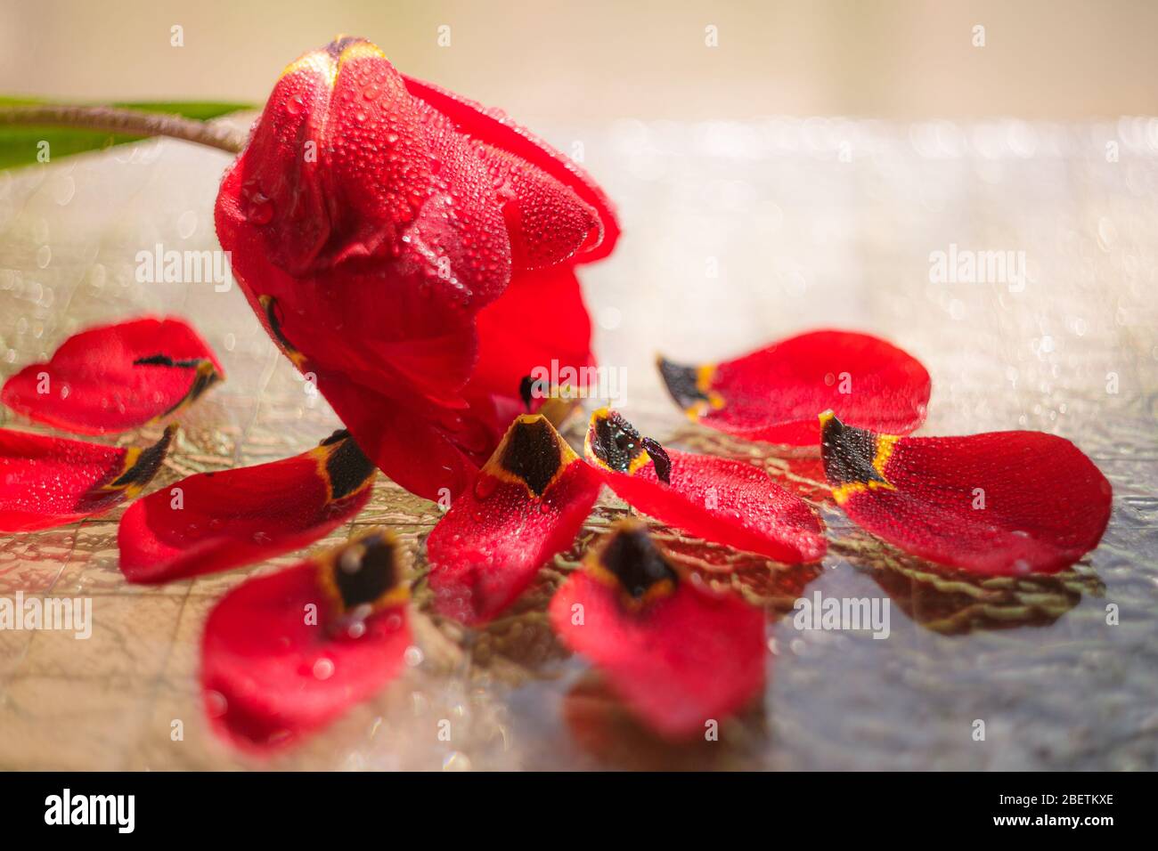 Side view of red tulip flower surrounded by tulip petals sprayed by ...