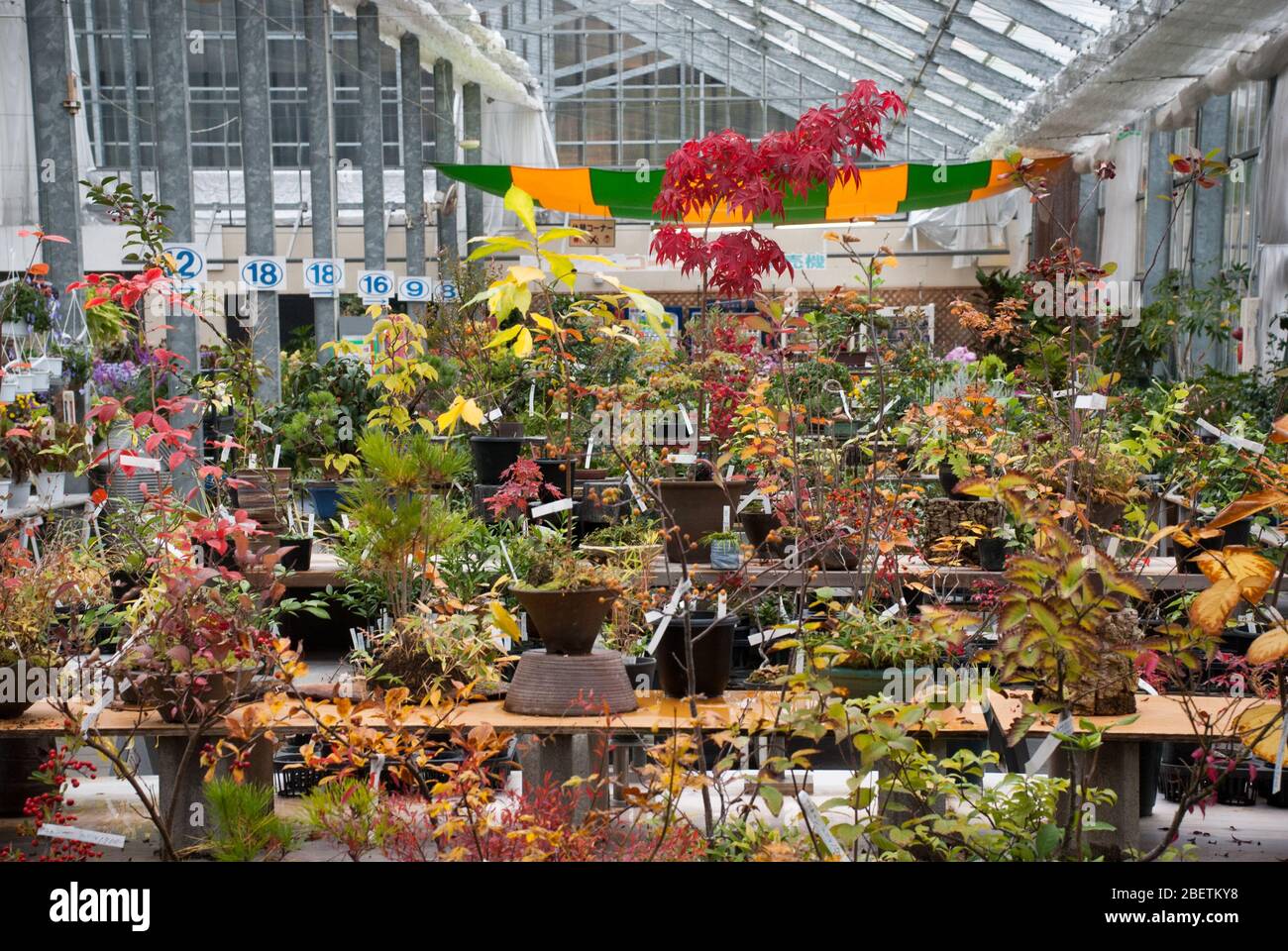 Kanazu hi-res stock photography and images - Alamy