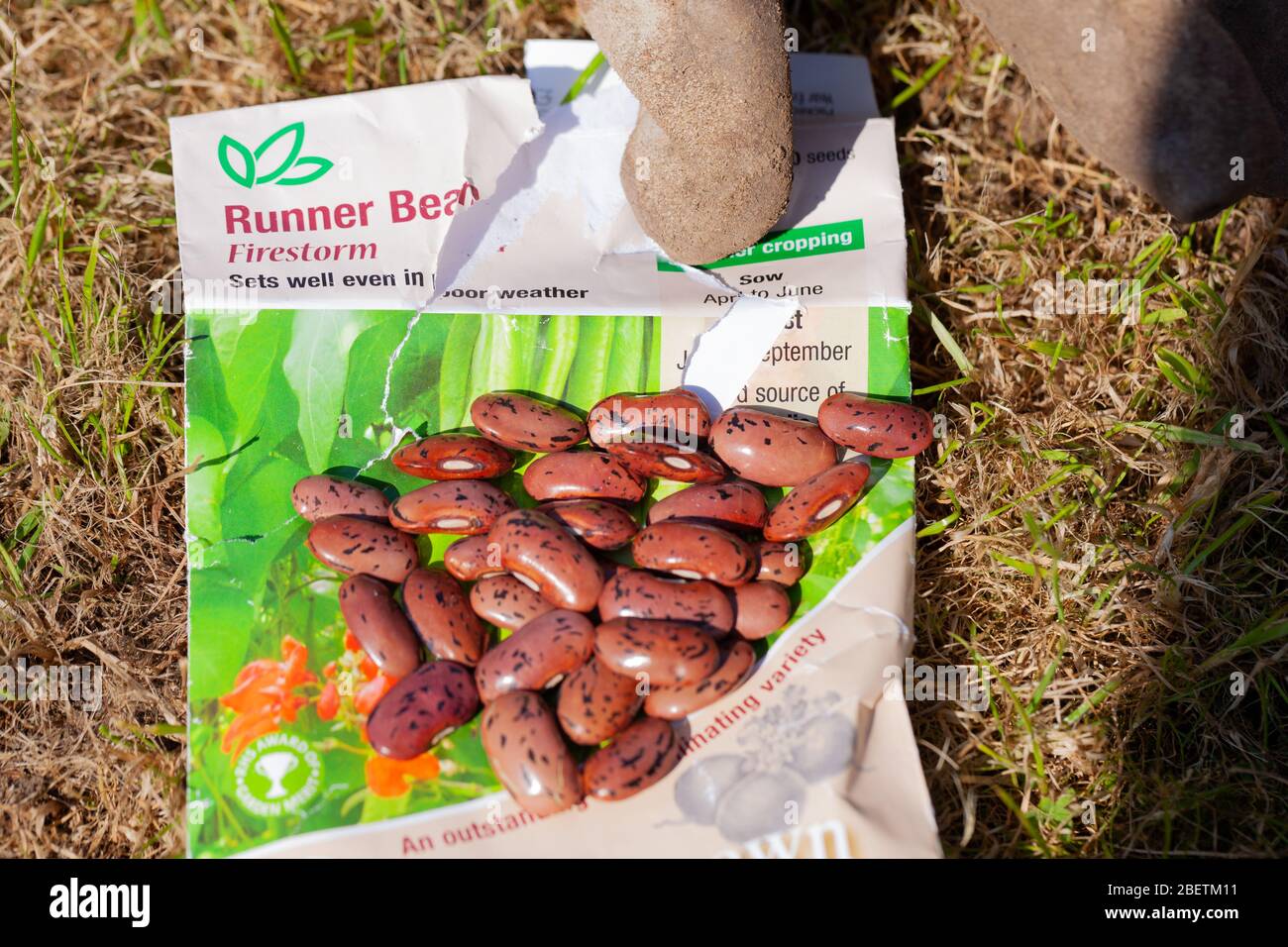 Model released close-up of a gardeners gloved hand reaching for Runner ...
