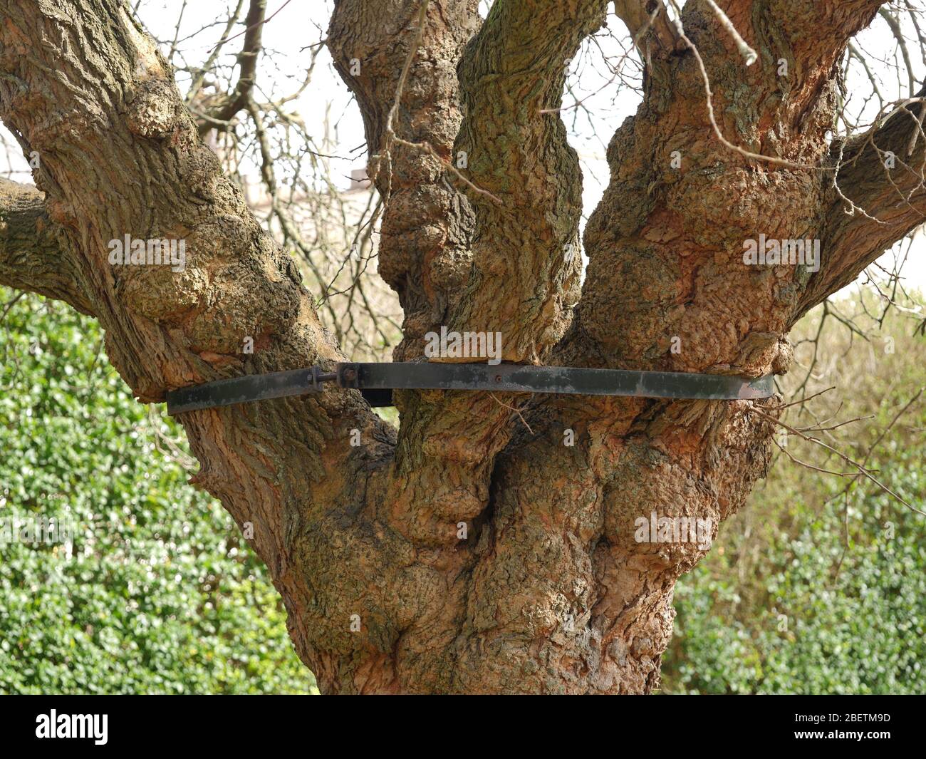 Mulberry Tree, old growing in a park. The branches are held together ...