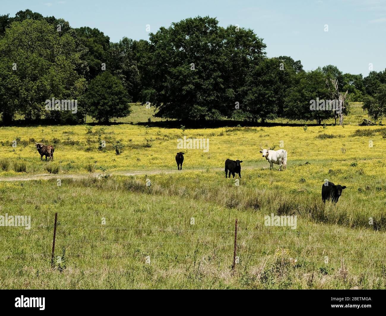 Black and brown cows hi-res stock photography and images - Alamy