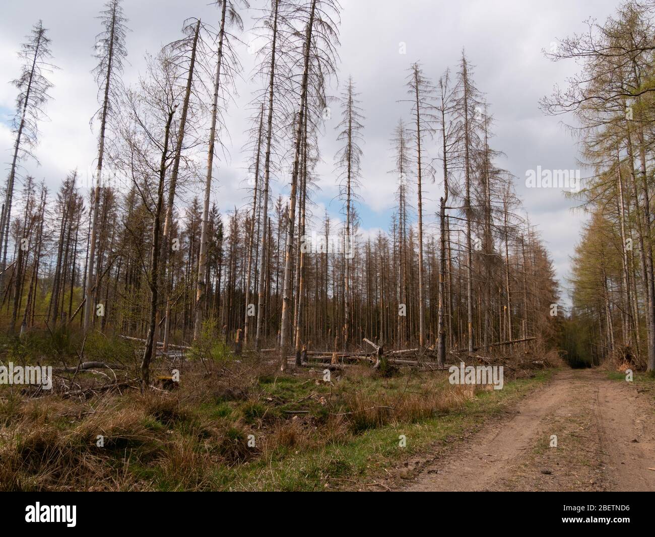 A forest path leads through a spruce stand destroyed by bark beetles in ...
