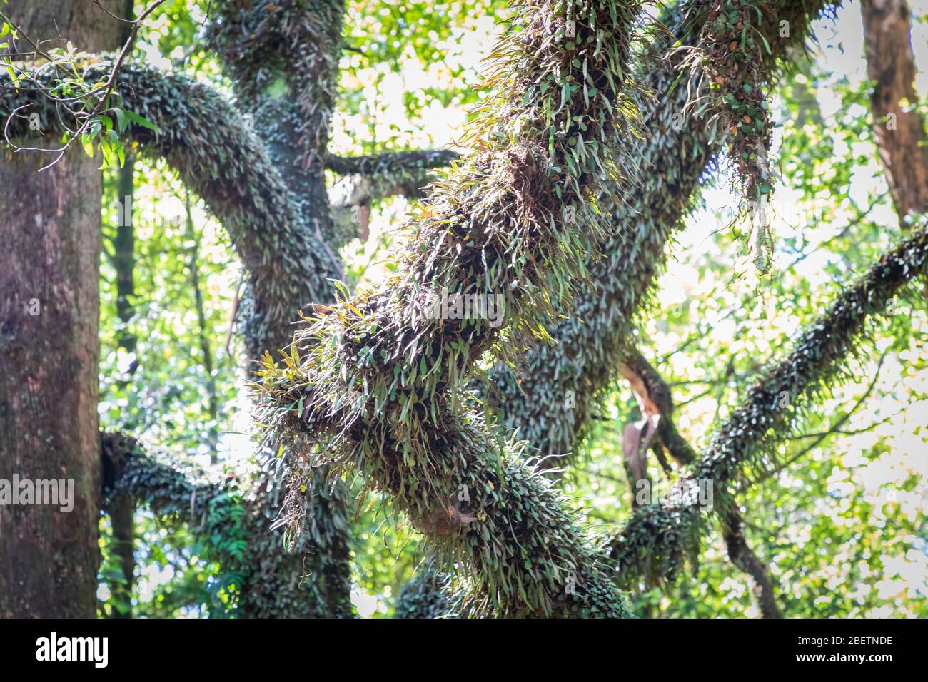 Tree regeneration after the Australian bush fires Stock Photo - Alamy