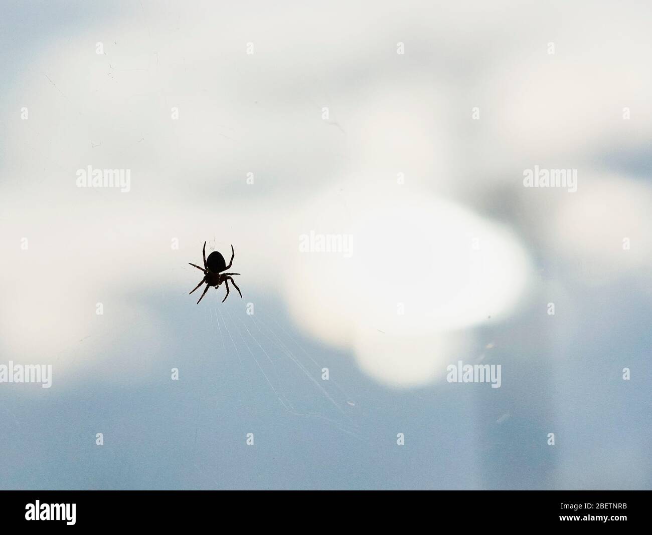 Nightmare with spiders hi-res stock photography and images - Alamy