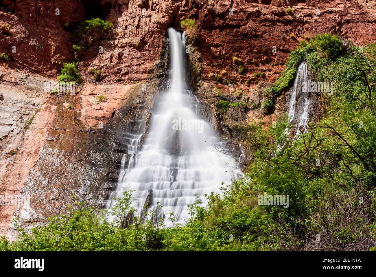 Vasey’s paradise hi-res stock photography and images - Alamy