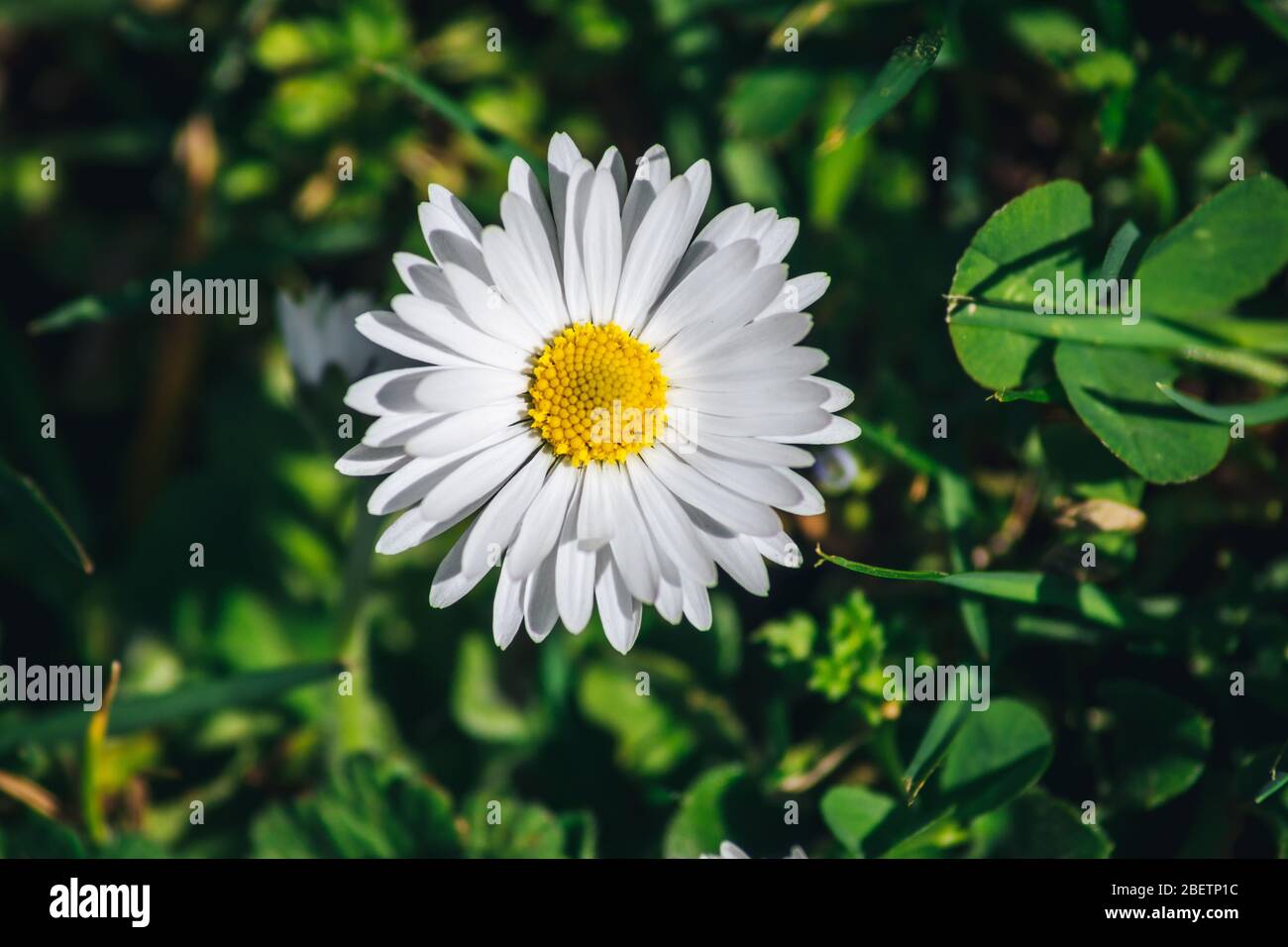 Beautiful blooming hibiscus flower shot hi-res stock photography and ...