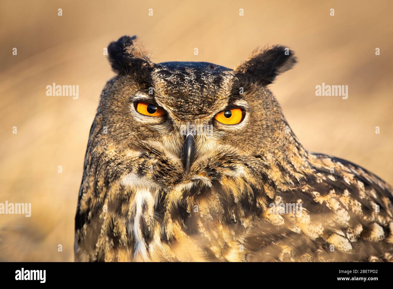 Close-up of large wild owl looking into camera with intense orange eyes ...