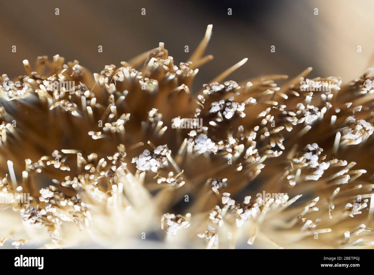 Exotic spider species hi-res stock photography and images - Alamy