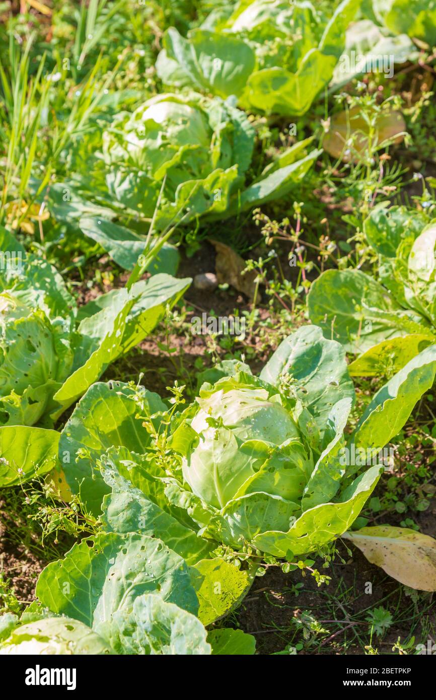 White cabbage grows on beds in the garden in the summer Stock Photo - Alamy
