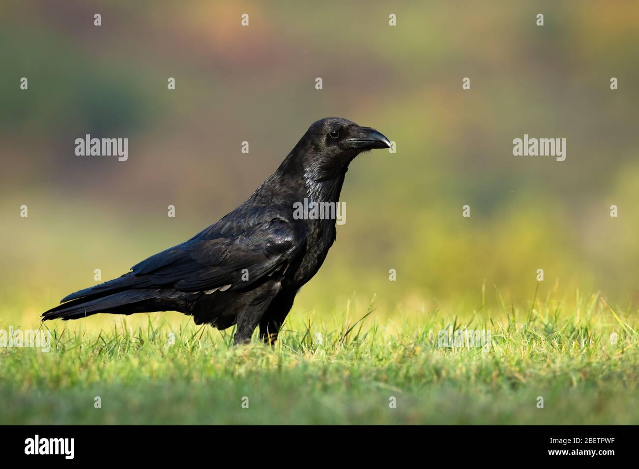 Common raven crow sitting on hi-res stock photography and images - Alamy