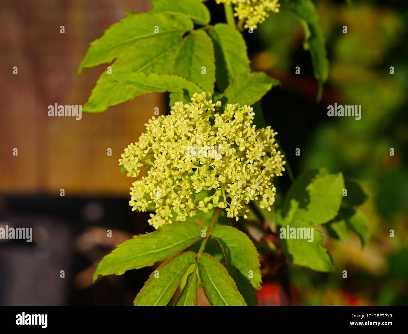 Elder flowers hi-res stock photography and images - Alamy