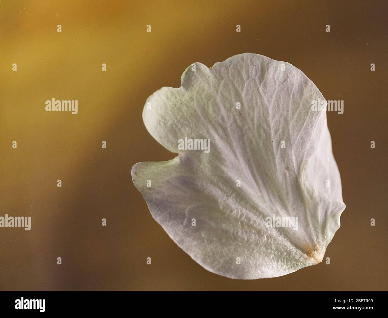 White floral outline hi-res stock photography and images - Alamy