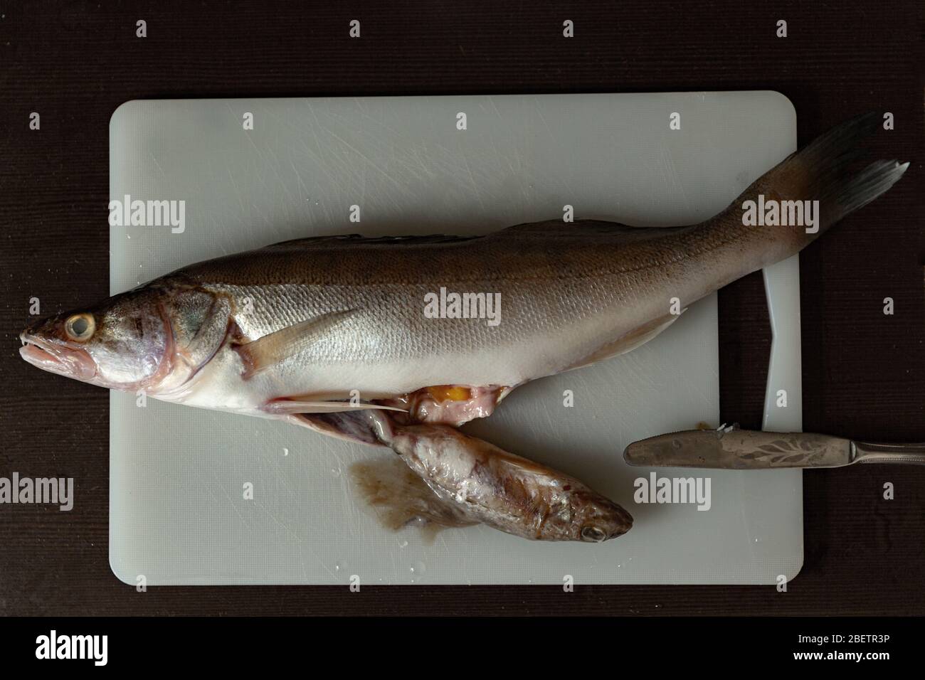 Predatory freshwater perch on a cutting board, fish sticking out of its ...