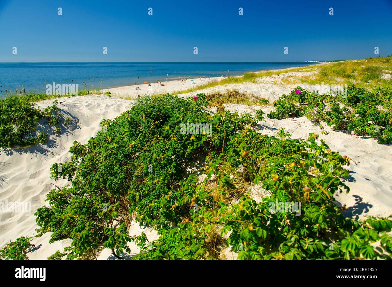 Kursiu hi-res stock photography and images - Alamy