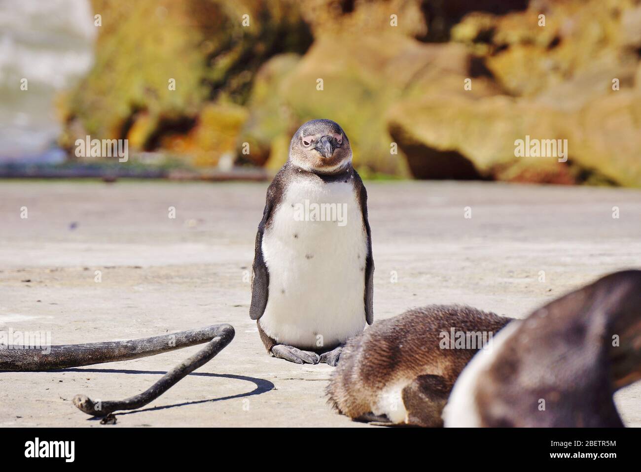 Portrait with suspicious looking Penguin at Betty’s Bay in South Africa ...