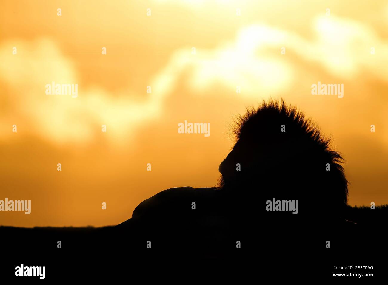 Lion and sunset hi-res stock photography and images - Alamy