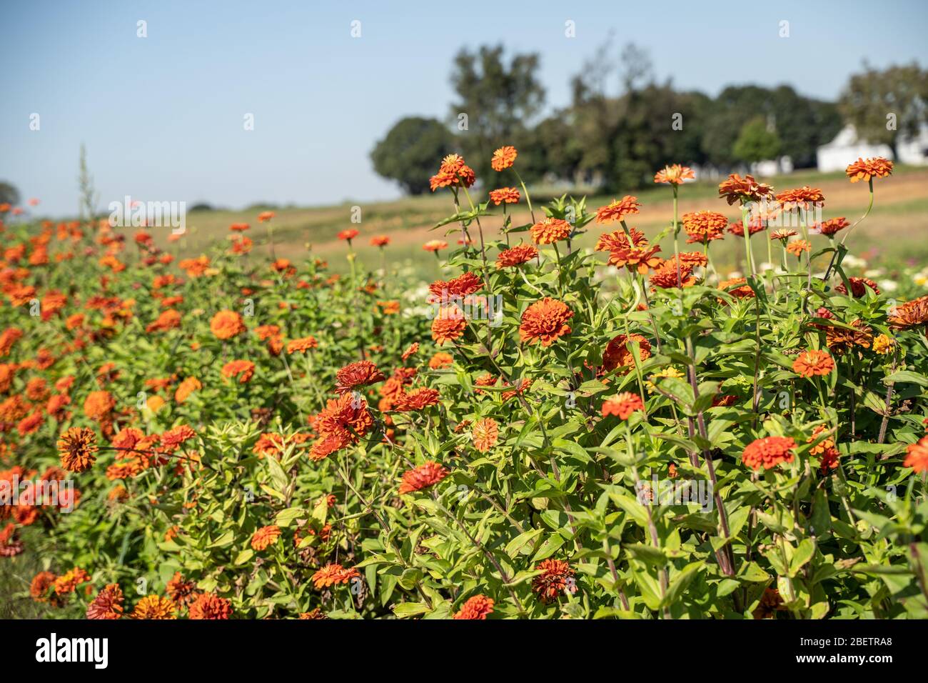 Farm fields of Zinnias Stock Photo - Alamy