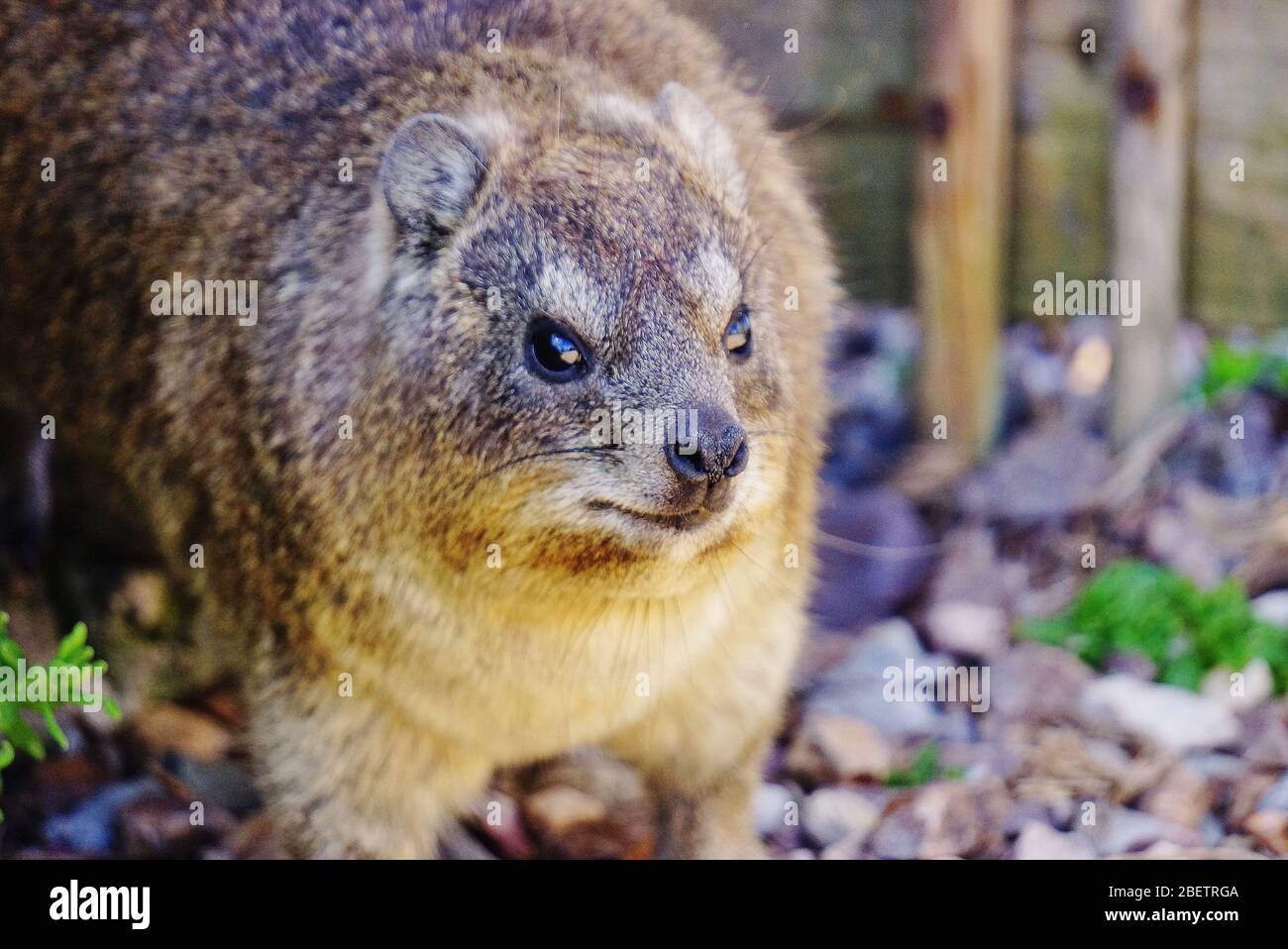 Animal experience travel and tourism hi-res stock photography and ...