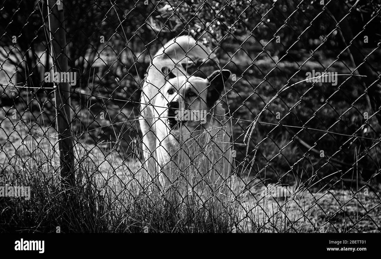 Locked animals hi-res stock photography and images - Alamy