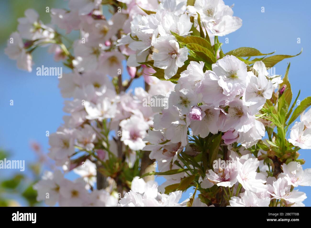 Prunus amanogawa tree hi-res stock photography and images - Alamy