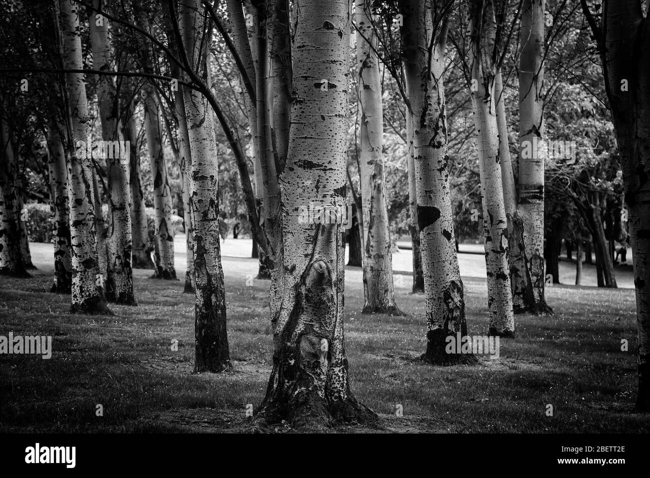 Tree root background Black and White Stock Photos & Images - Alamy