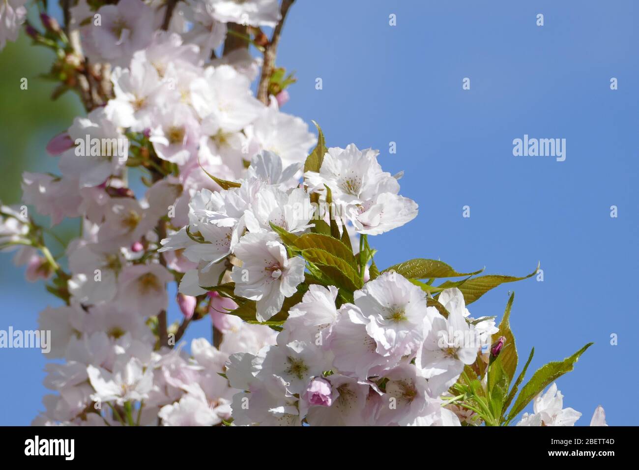 Prunus amanogawa cherry hi-res stock photography and images - Alamy