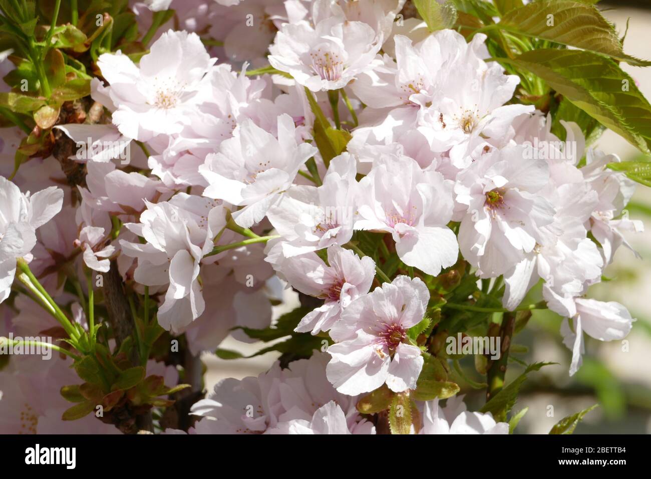 Prunus amanogawa tree hi-res stock photography and images - Alamy
