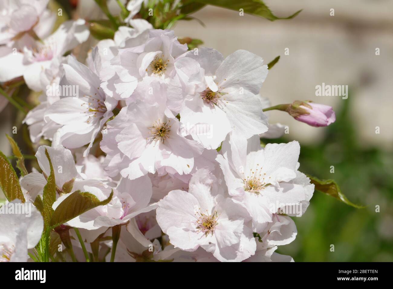 Prunus amanogawa tree hi-res stock photography and images - Alamy