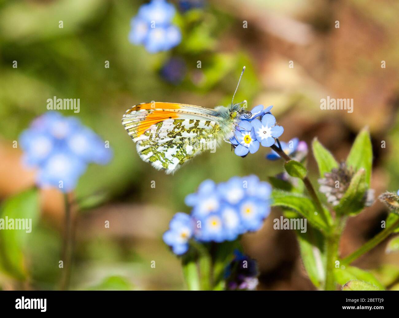 Underside of Orange tip butterfly Anthocharis cardamines butterfly in ...