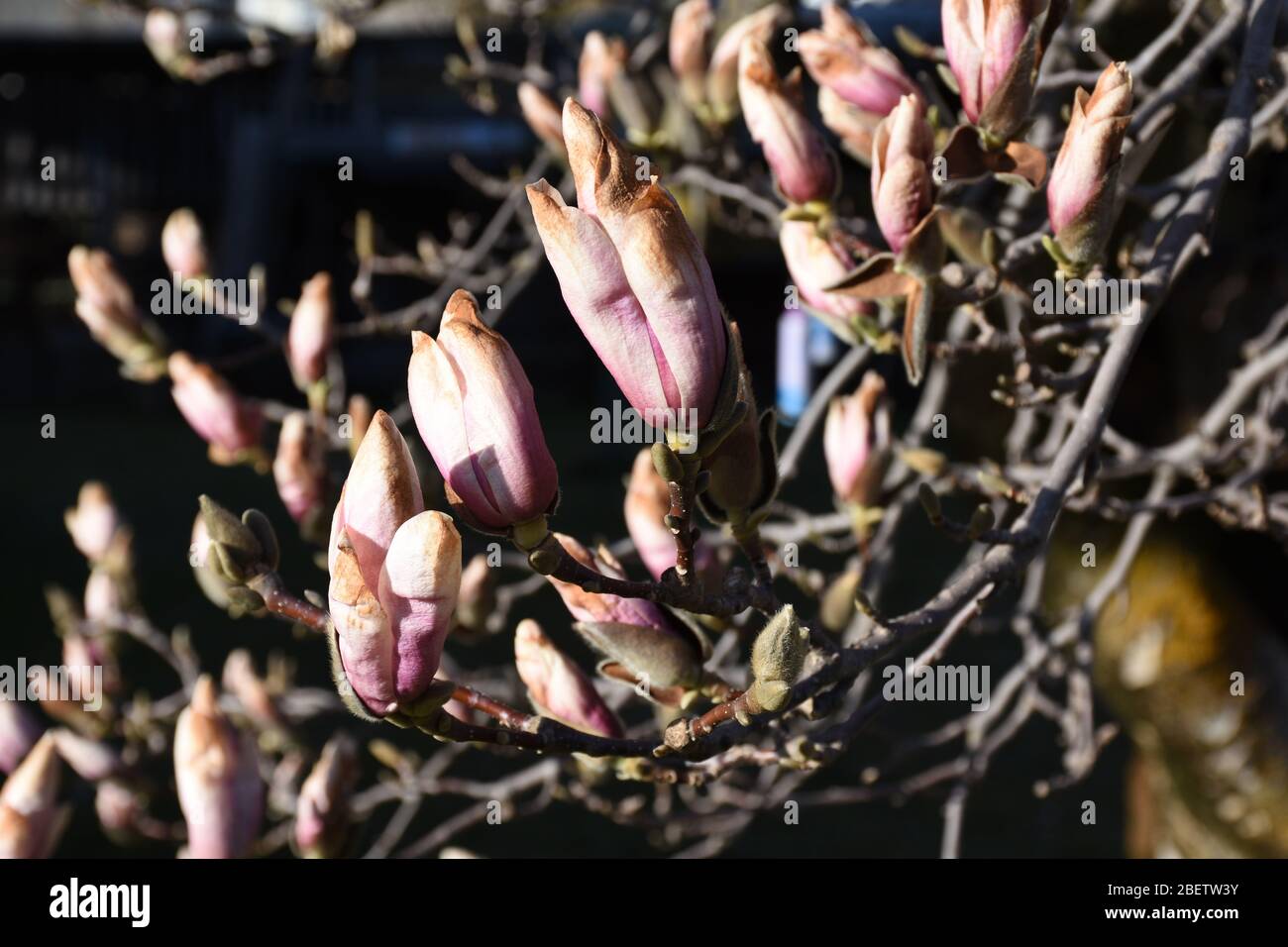 Magnolienbaum hi-res stock photography and images - Alamy