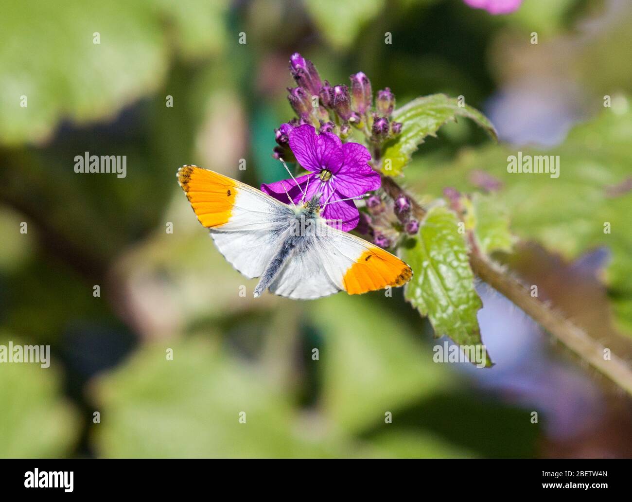 Orange tip butterfly Anthocharis cardamines butterfly in the English ...