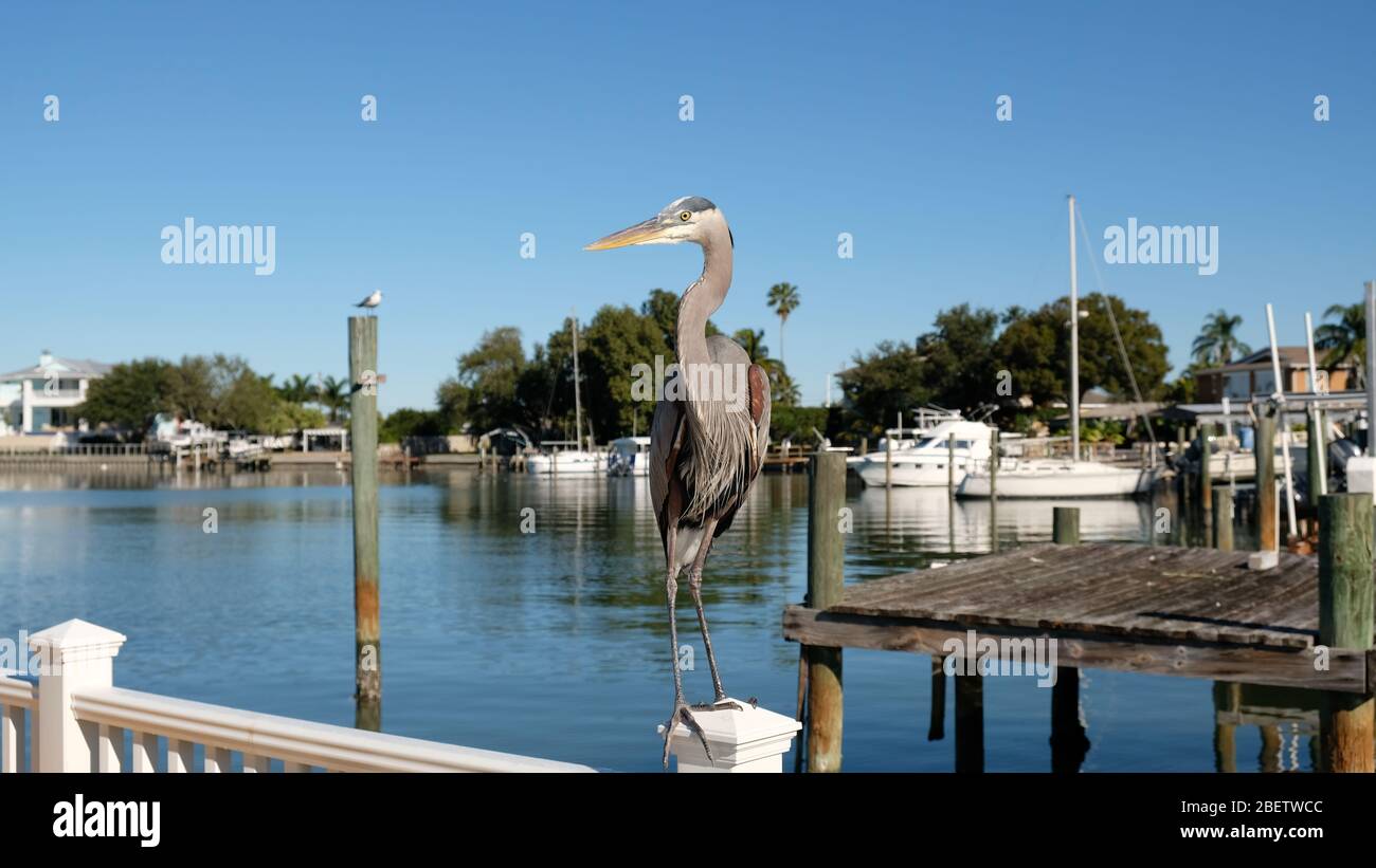 Indian Rocks Beach, Florida. A great blue heron is guarding the dock ...