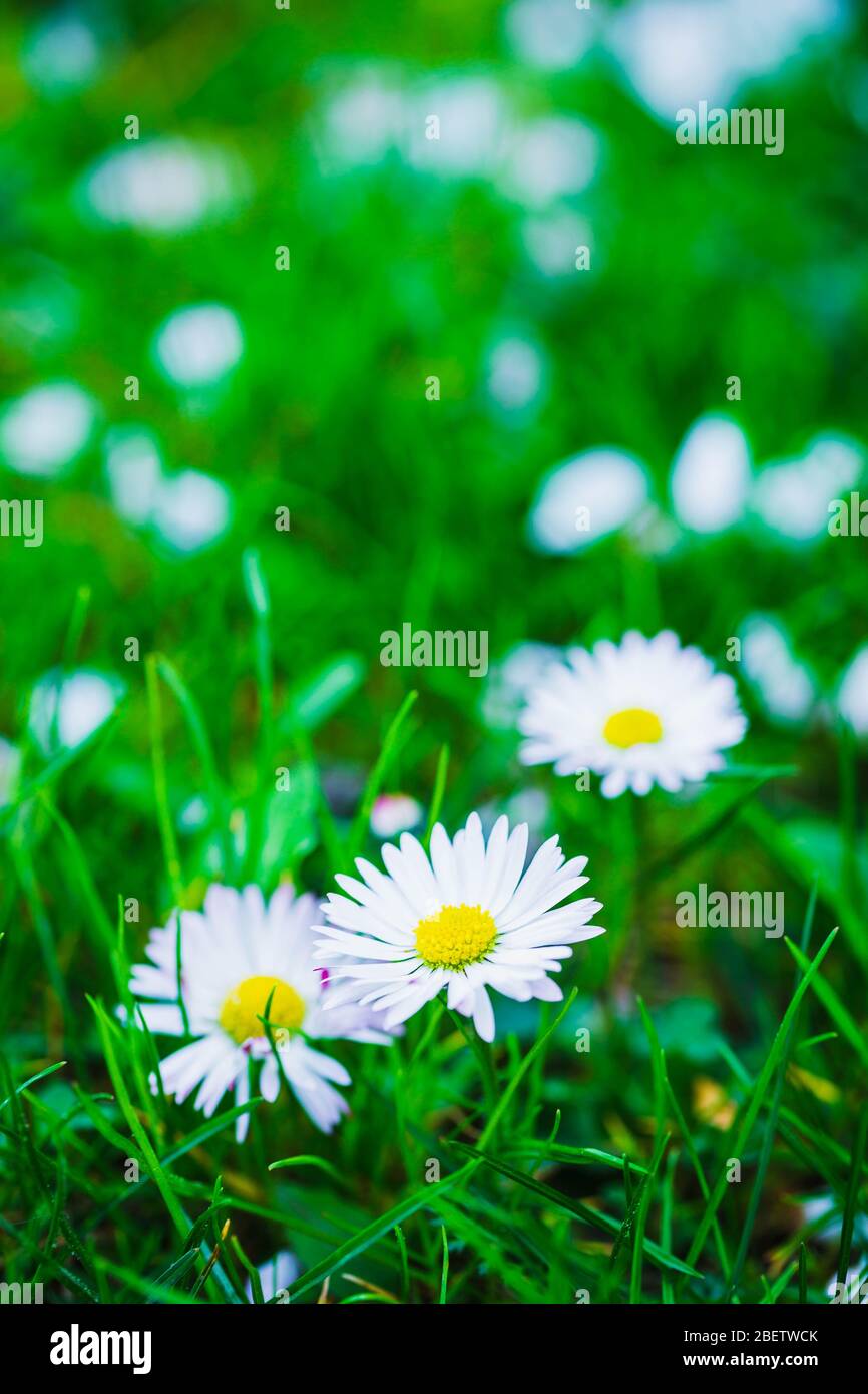 Daisies, spring flowers on green grass Stock Photo - Alamy