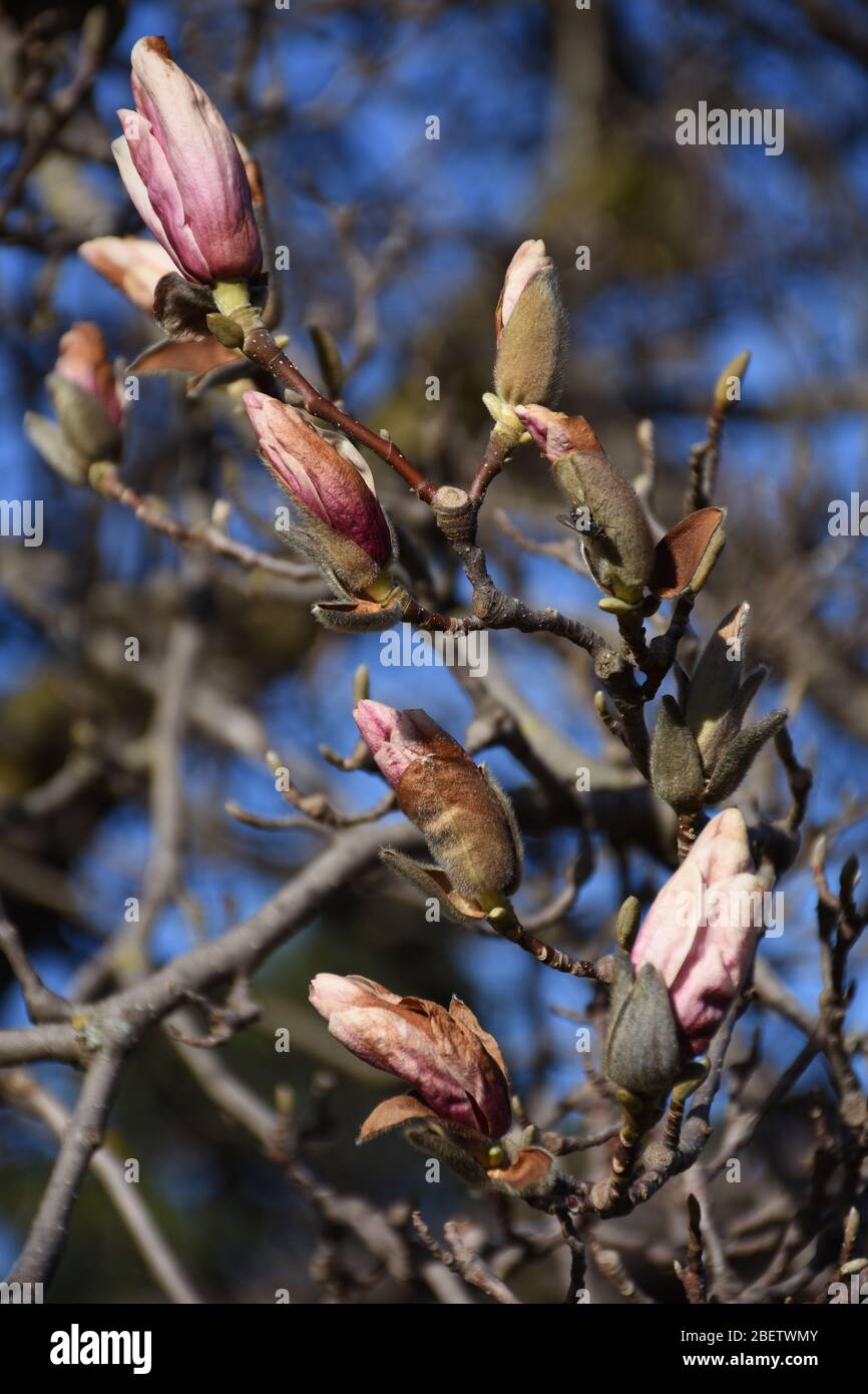 Magnolienbaum blatt hi-res stock photography and images - Alamy